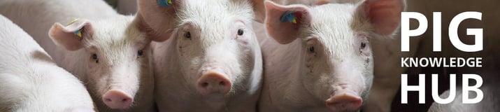 Alltech Pig Knowledge Hub - Sow body condition score