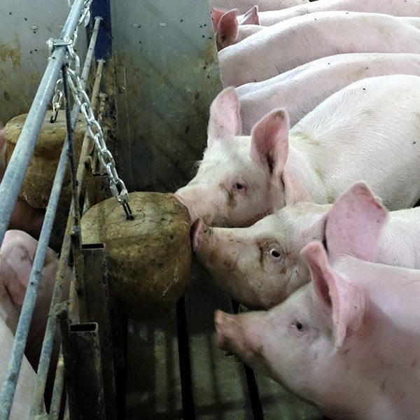AllBite - Pig tail biting solution from Alltech and Hubbard Feeds
