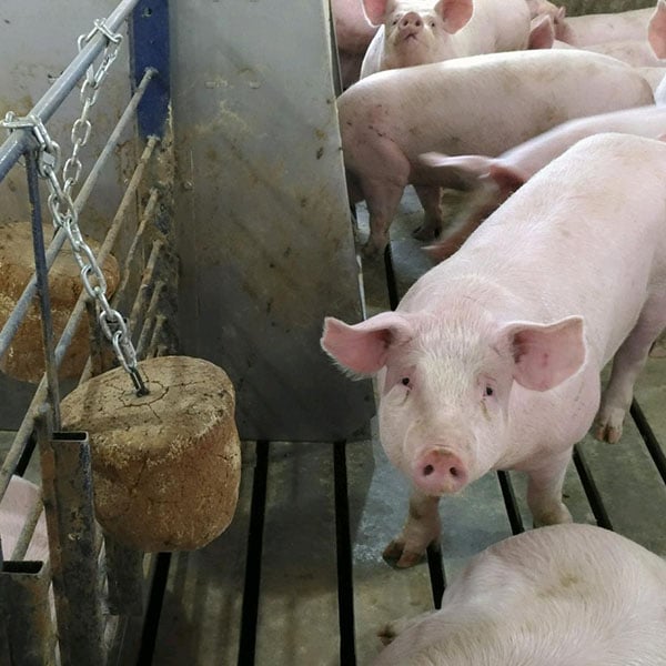 AllBite - Pig tail biting solution from Alltech and Hubbard Feeds