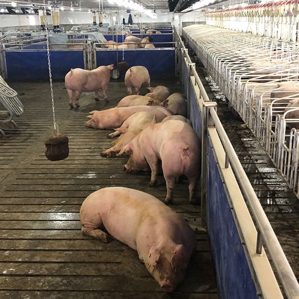 AllBite - Pig tail biting solution from Alltech and Hubbard Feeds