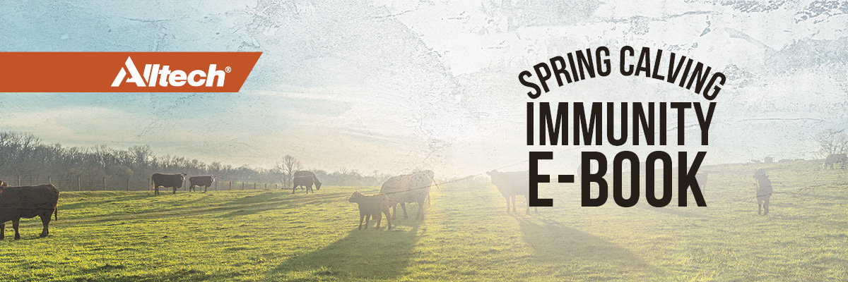 Cow and calf health and immunity improve with BIO-MOS.