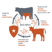 Calf and cow gut health management with Alltech’s BIO-MOS.