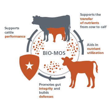 Calf and cow gut health management with Alltech’s BIO-MOS.