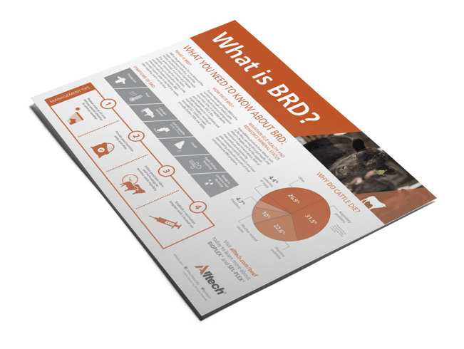 FREE Ultimate Guide on BRD
