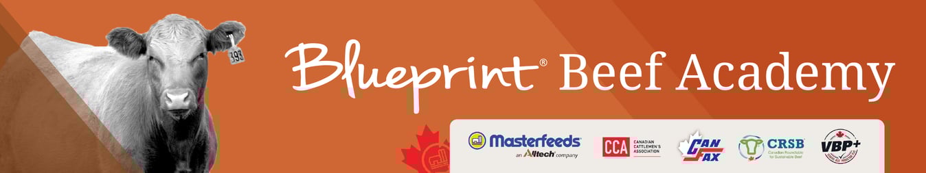 Blueprint Beef Academy | Alltech Canada | 2020