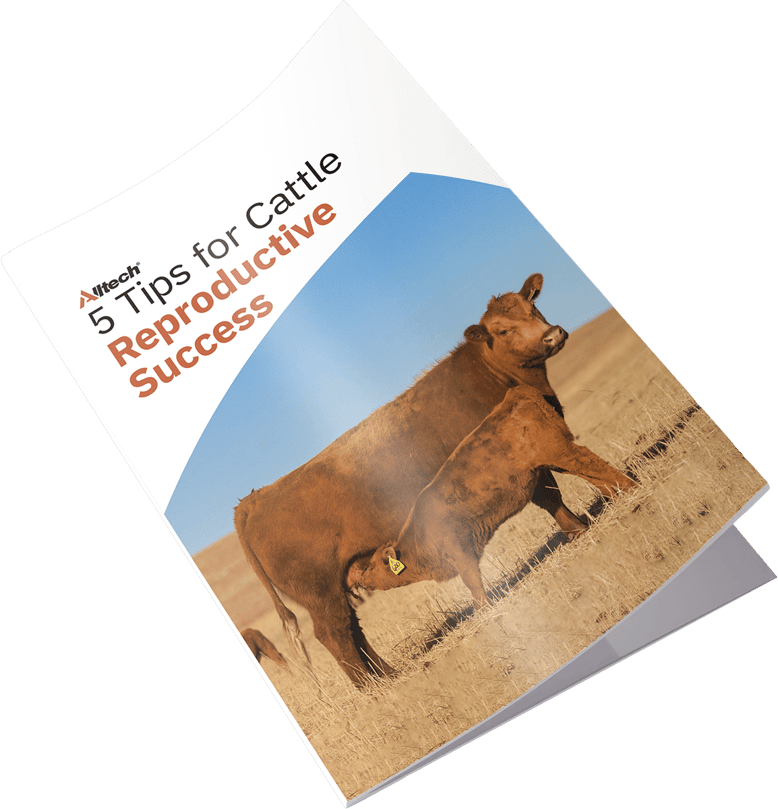 5 Tips for Cattle Reproductive Success — Download the guide