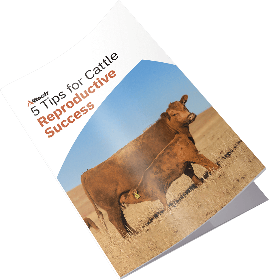 5 Tips for Cattle Reproductive Success — Download the guide