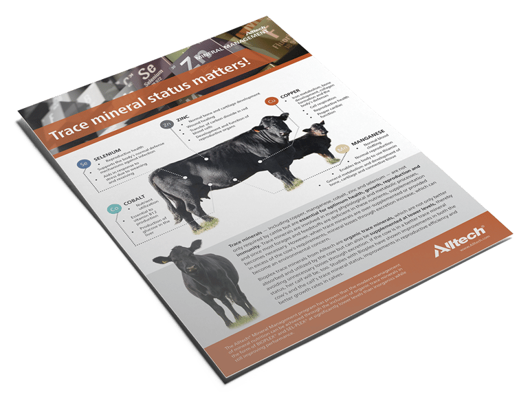 FREE Trace Minerals Benefits for Beef Poster