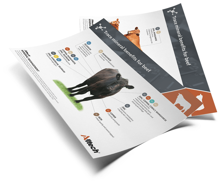 FREE Trace Minerals Benefits for Beef Poster