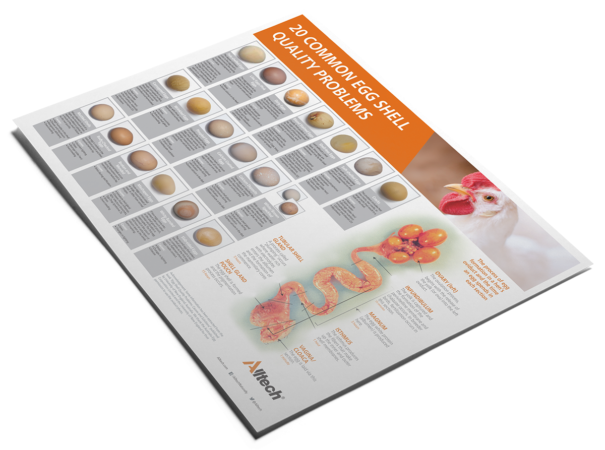 FREE Egg Shell Quality Poster