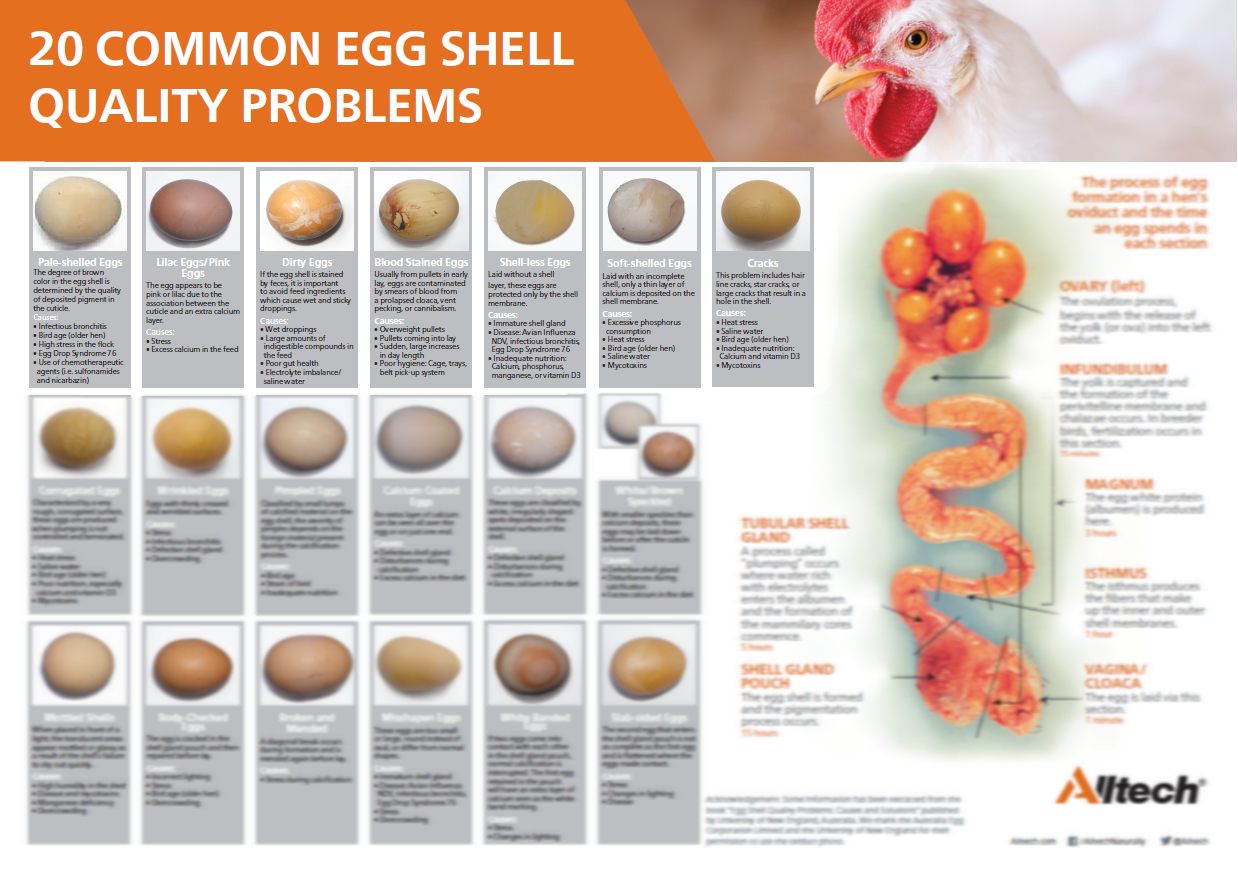 FREE Egg Shell Quality Poster Download