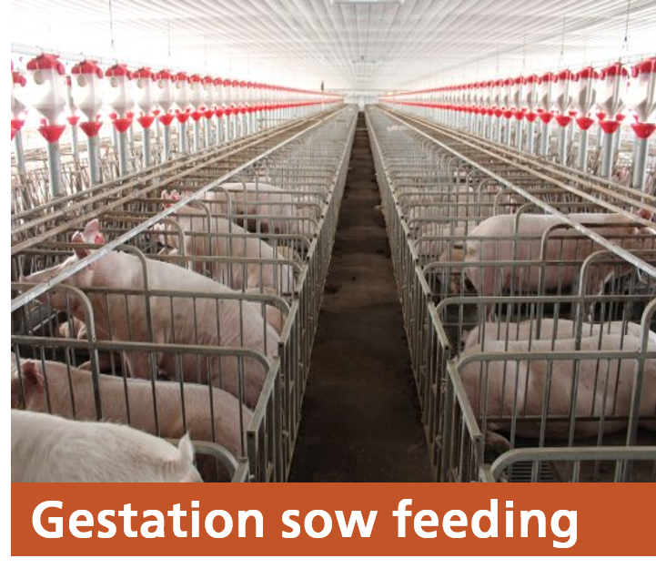 Alltech Pig Knowledge Hub - Dry Sow