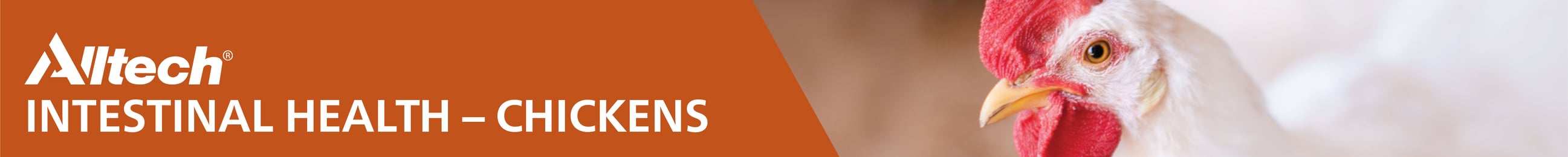 FREE Chicken Intestinal Health Poster