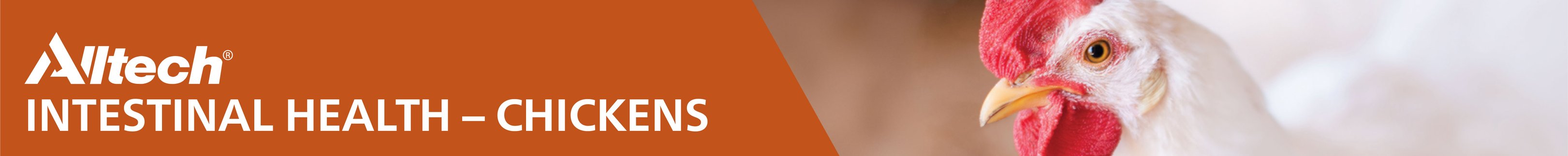 FREE Chicken Intestinal Health Poster