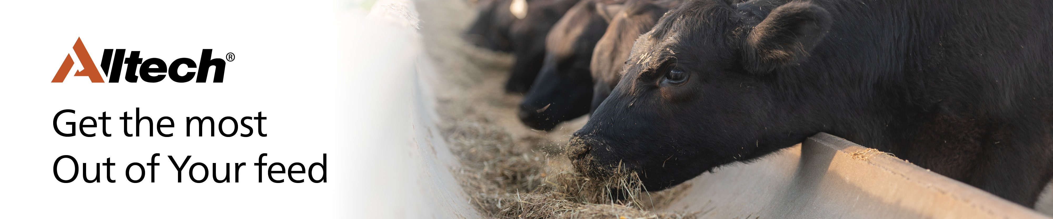 Alltech® Canada Feed Efficiency Video Series | Beef