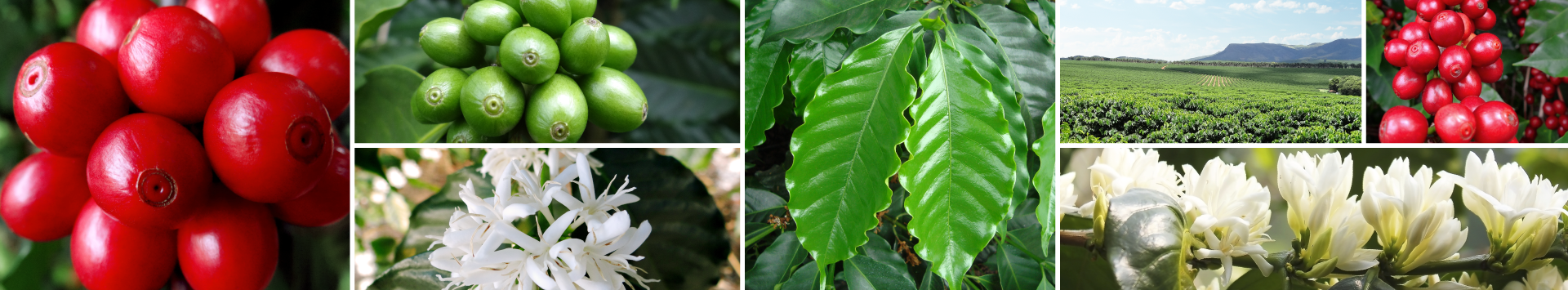 Desenvolvimento do fruto - Café