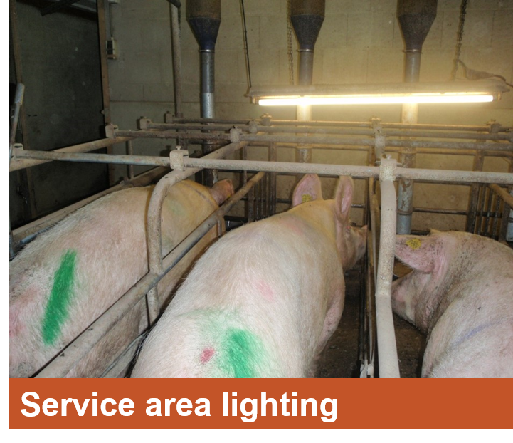 Alltech Pig Knowledge Hub - Service area