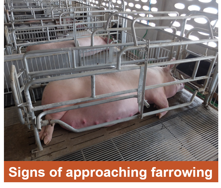 Alltech Pig Knowledge Hub - Farrowing House