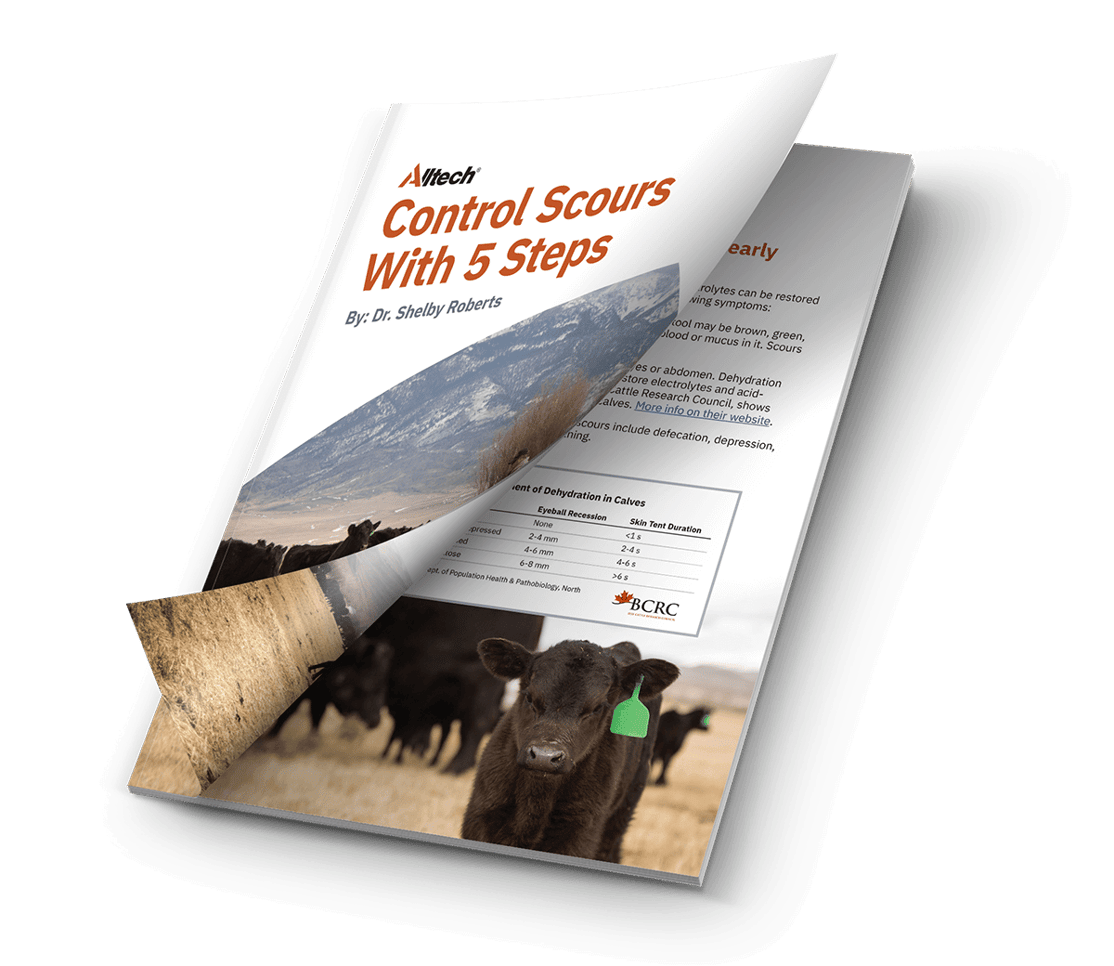 Prevent calf scours in 5 steps. Download the guide.