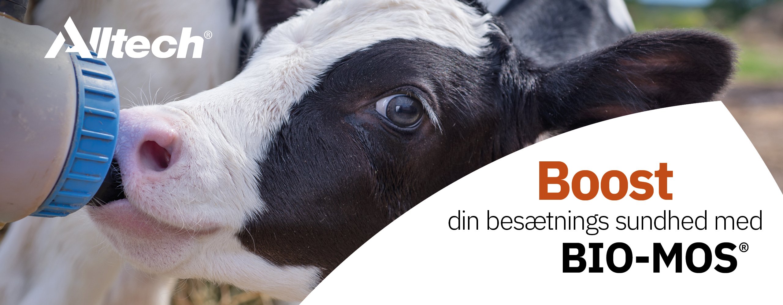 Boost din besætnings sundhed med Bio-Mos