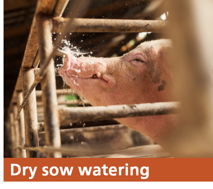 Alltech Pig Knowledge Hub - Dry Sow