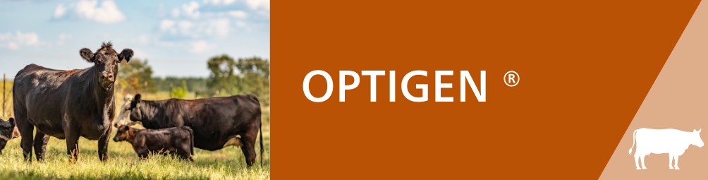 Salud ruminal soluciones