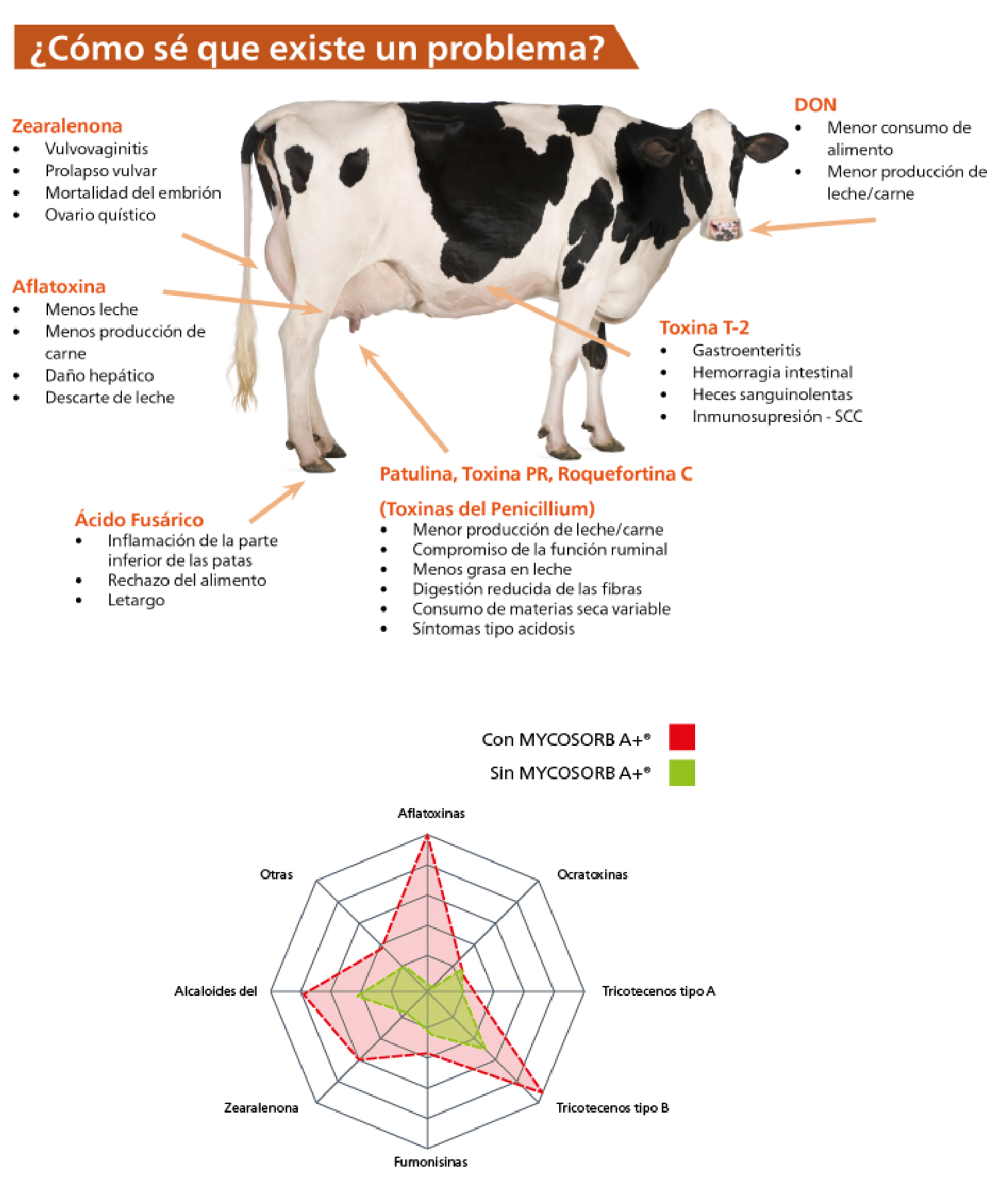 Salud ruminal soluciones