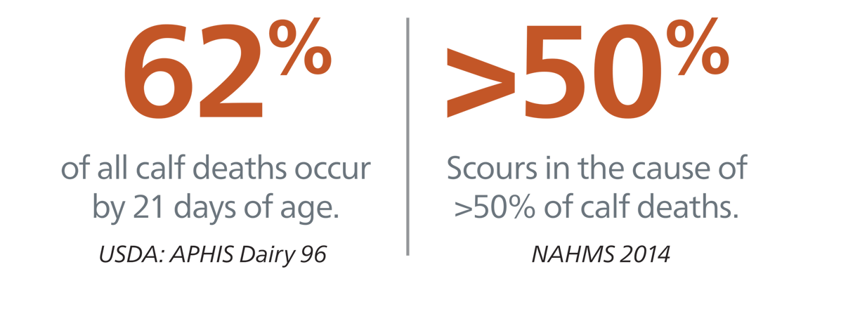 Calf and cow gut health management with Alltech’s BIO-MOS.