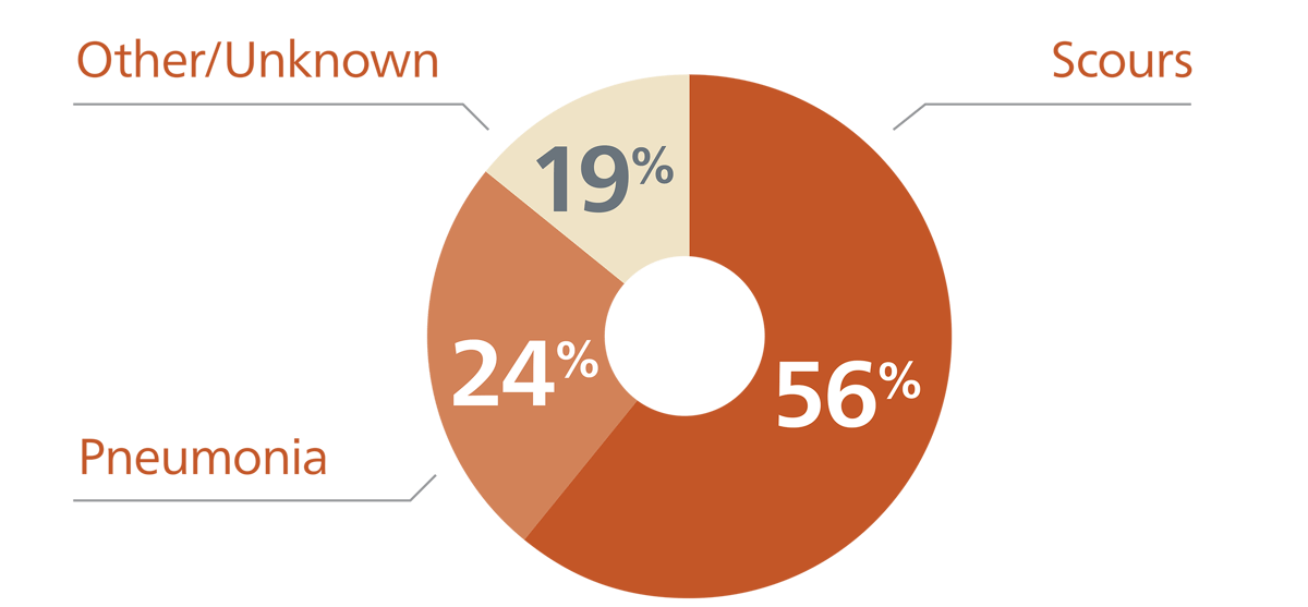 Calf and cow gut health management with Alltech’s BIO-MOS.