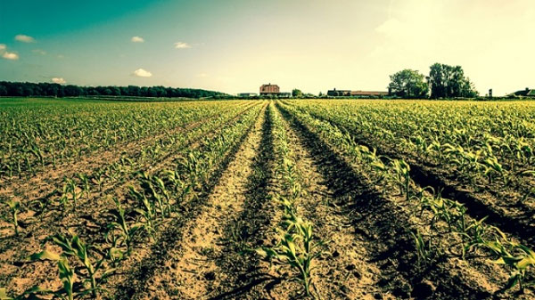 Alltech Crop Science Iberia Crop Tour 2019