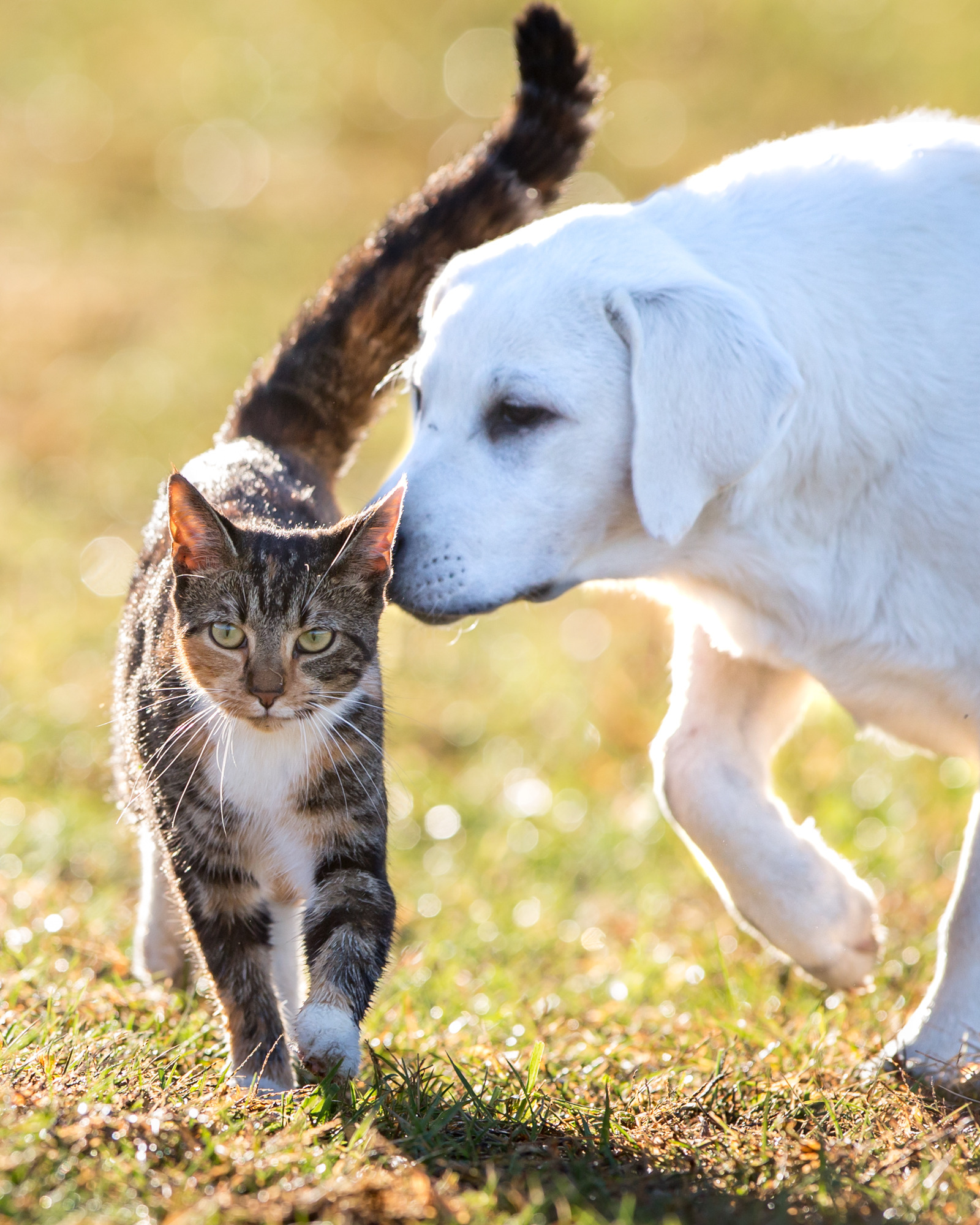 Check out Alltech's pet solutions video series