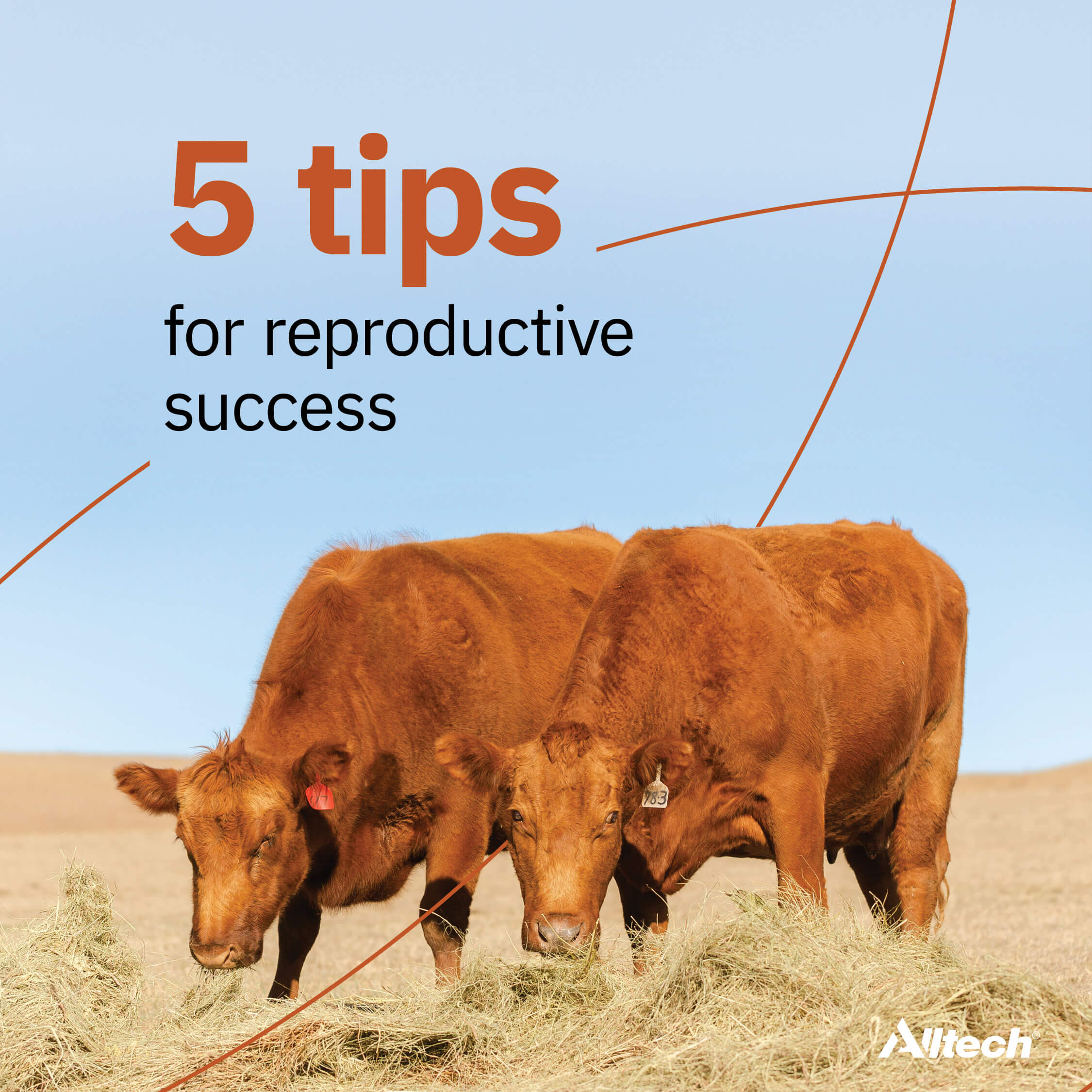 5 Tips For Cattle Reproductive Success — Download The Guide