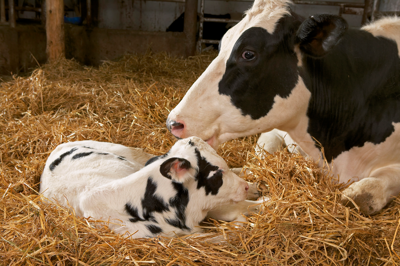 Calf Focus