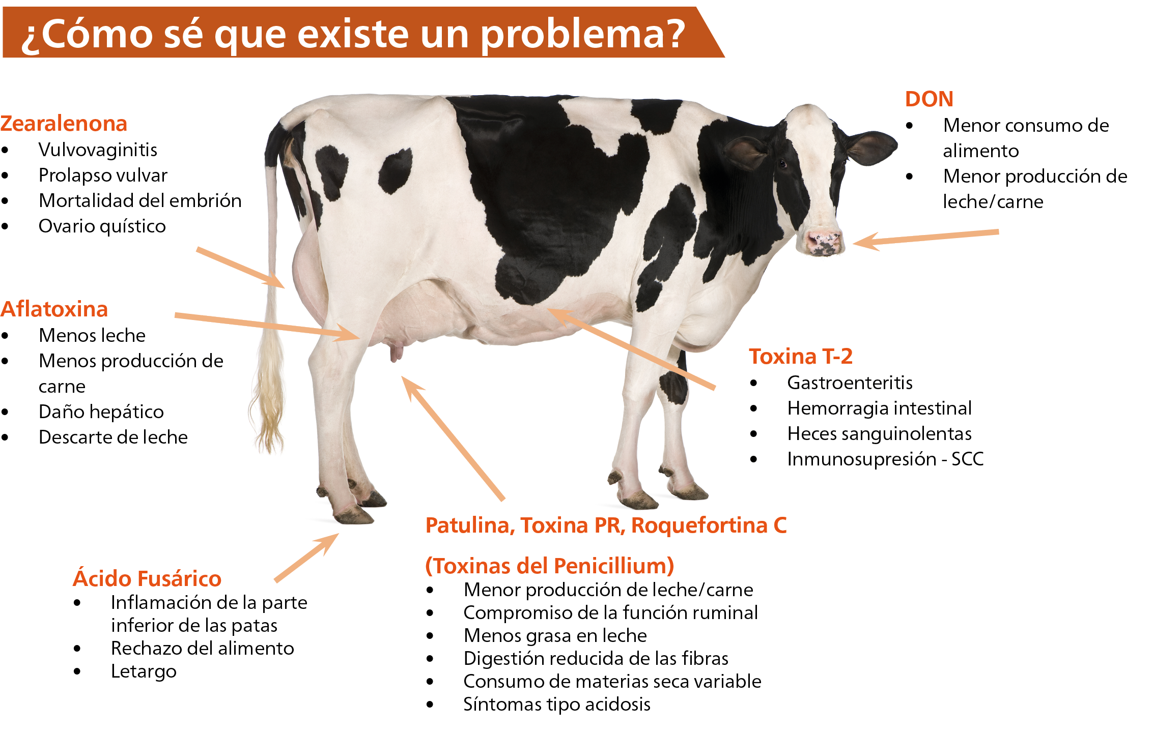 Micotoxinas Centroamerica
