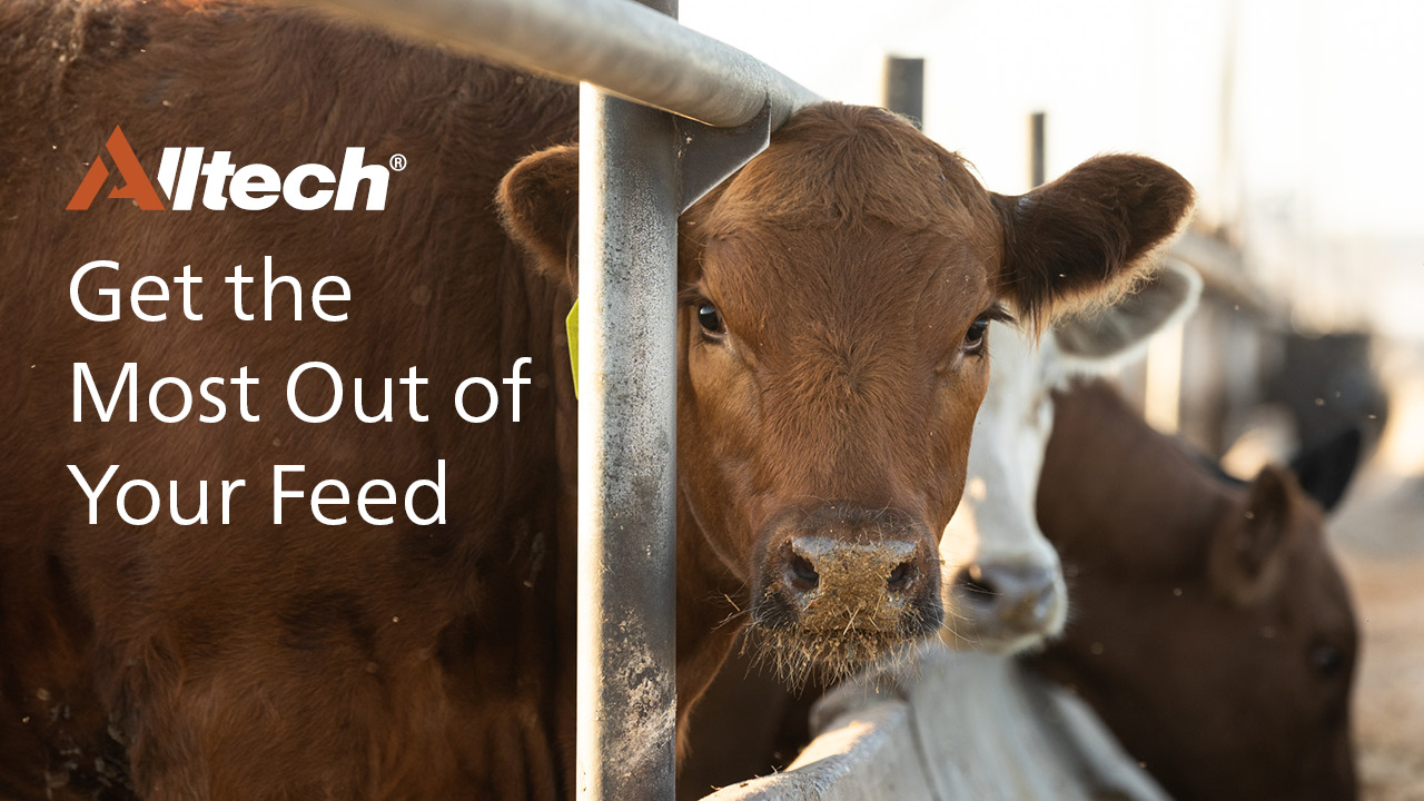 Alltech® Canada Feed Efficiency Video Series | Beef