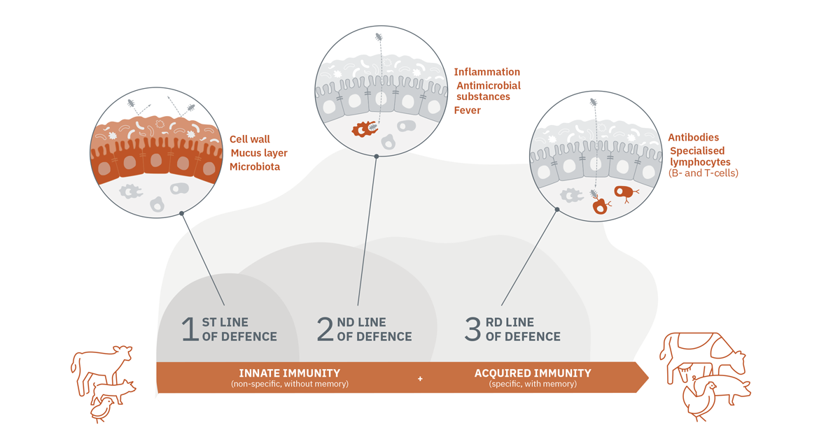 Alltech® Gut Health — White Paper — Strong immunity for building ...