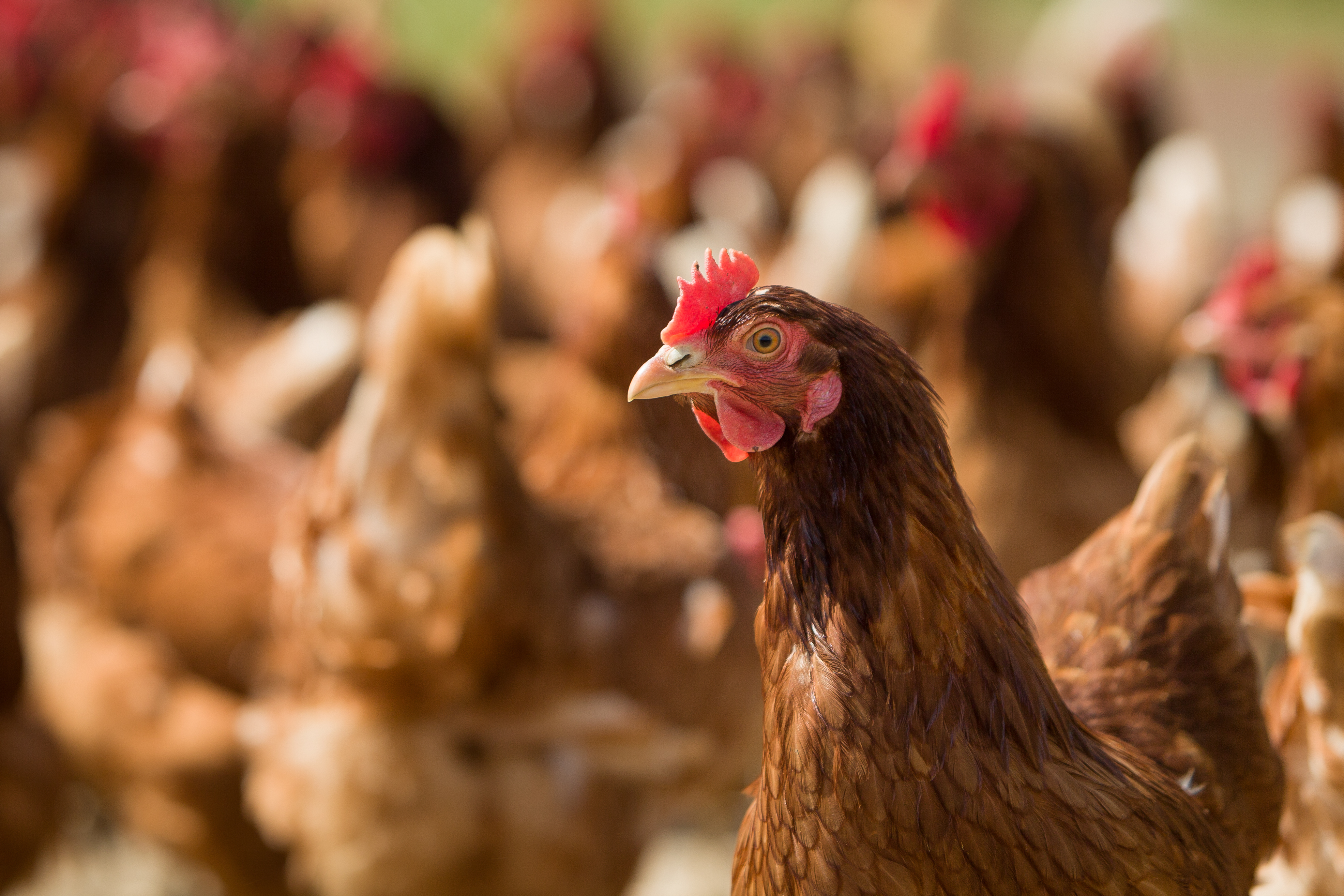Alltech Poultry Solutions