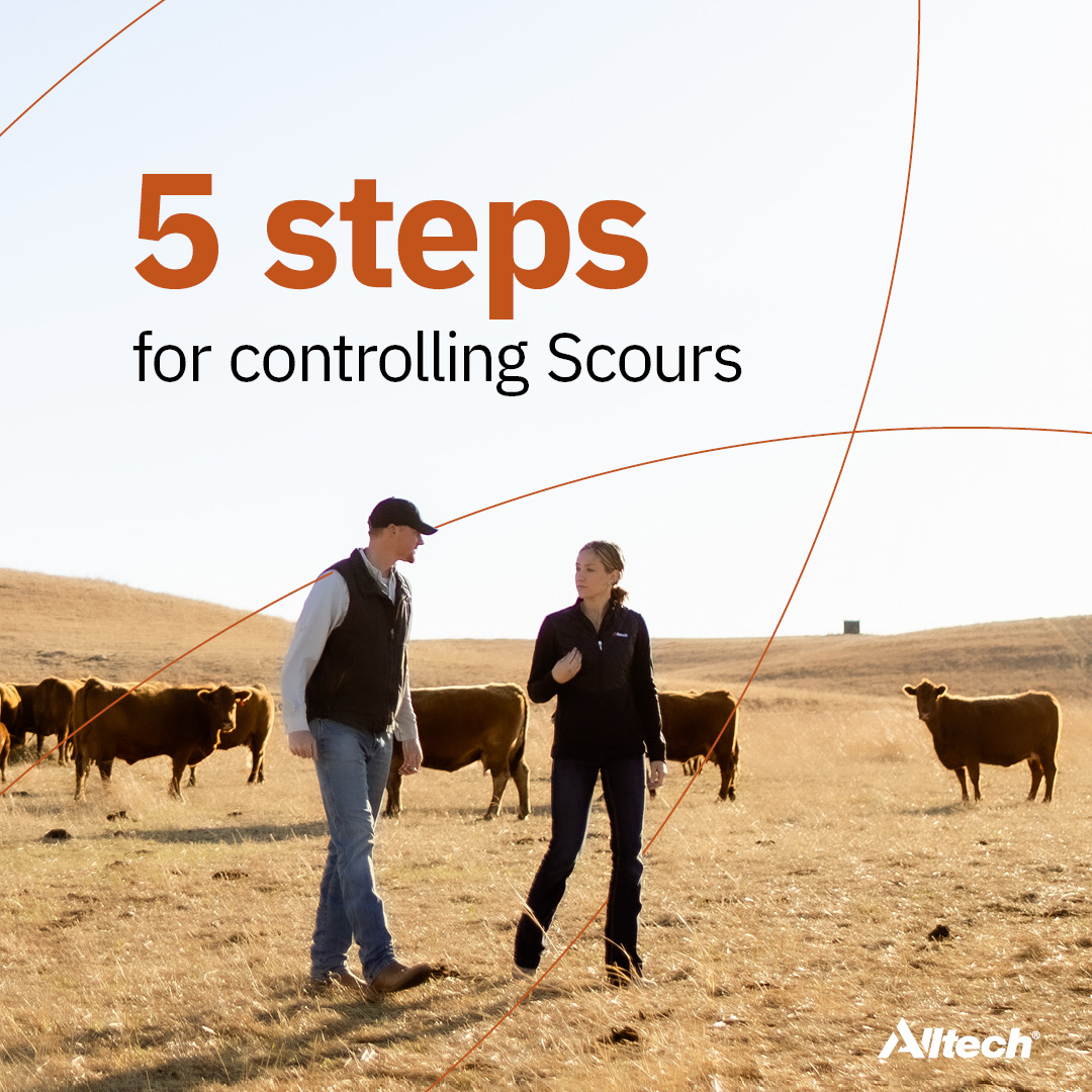 Prevent calf scours in 5 steps. Download the guide.
