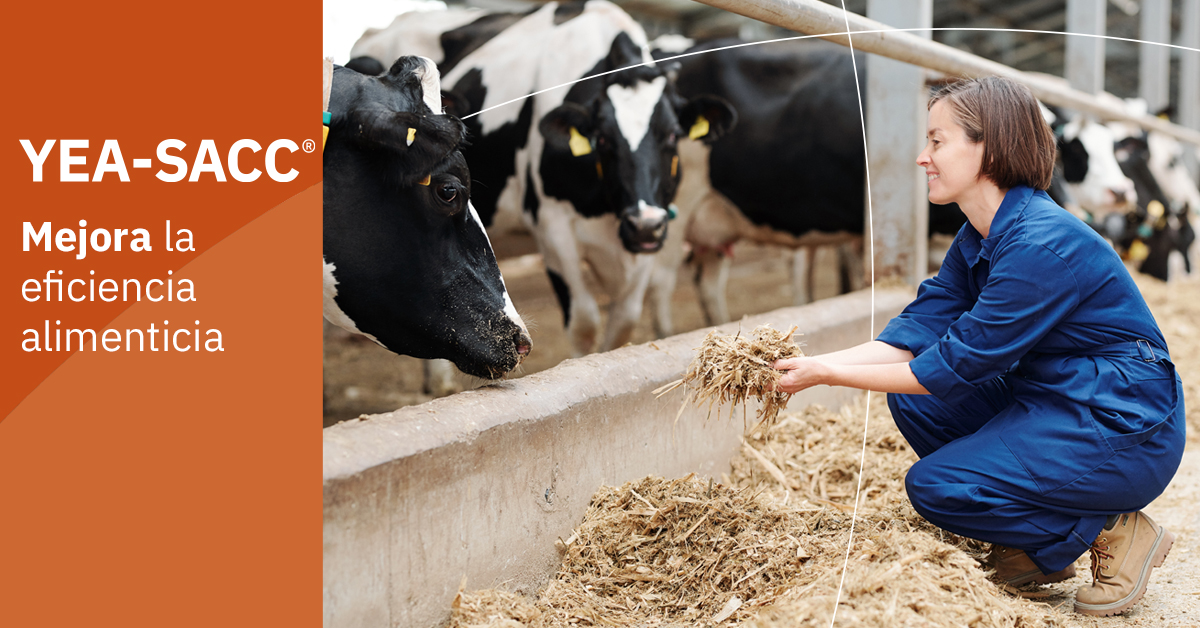 México Estrés calórico soluciones