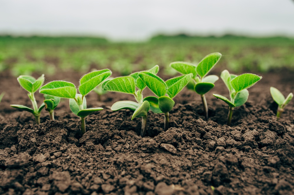 Vigor e alta taxa de germinação: fatores chave no cultivo da soja
